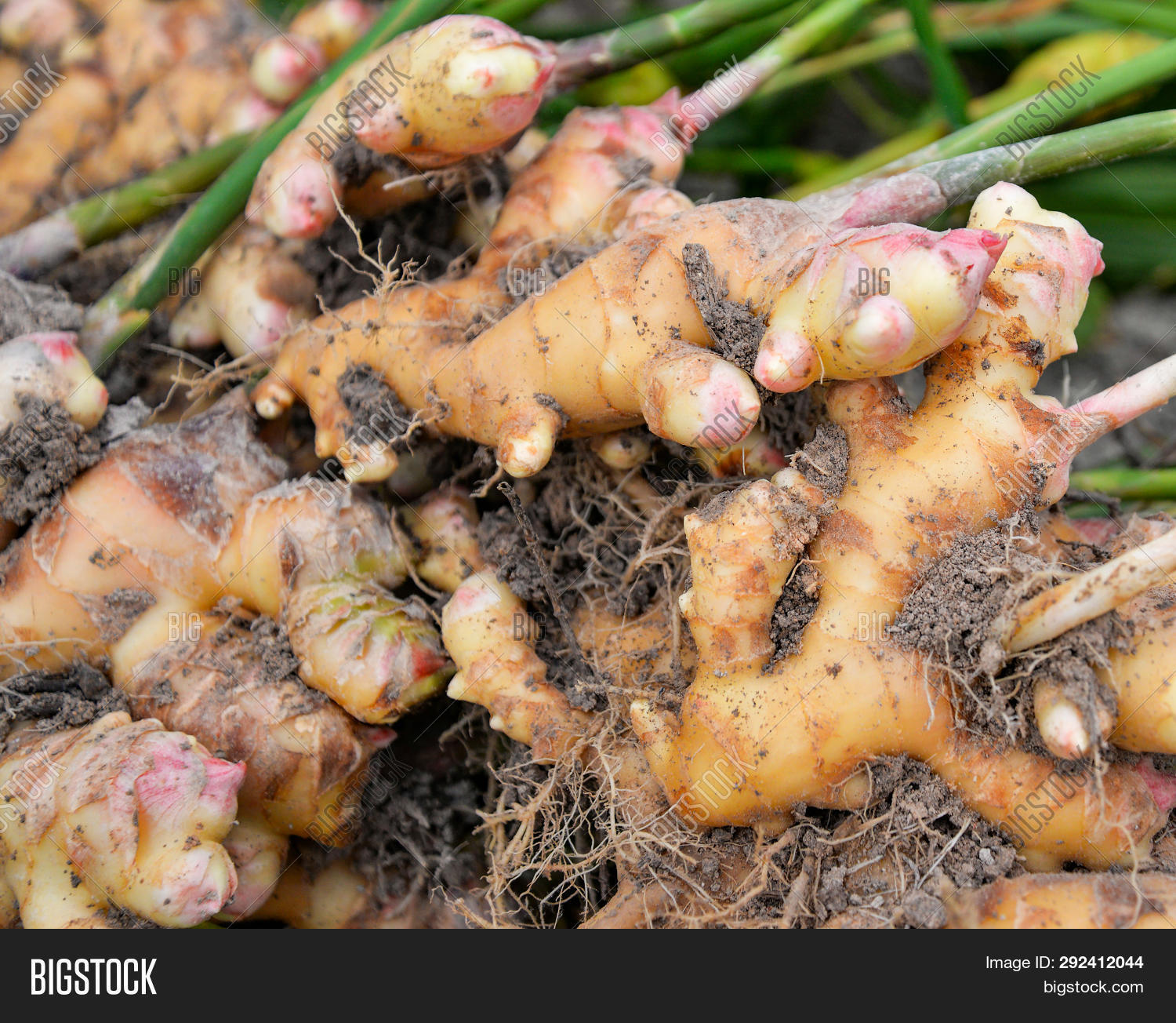 Ginger Root Flower