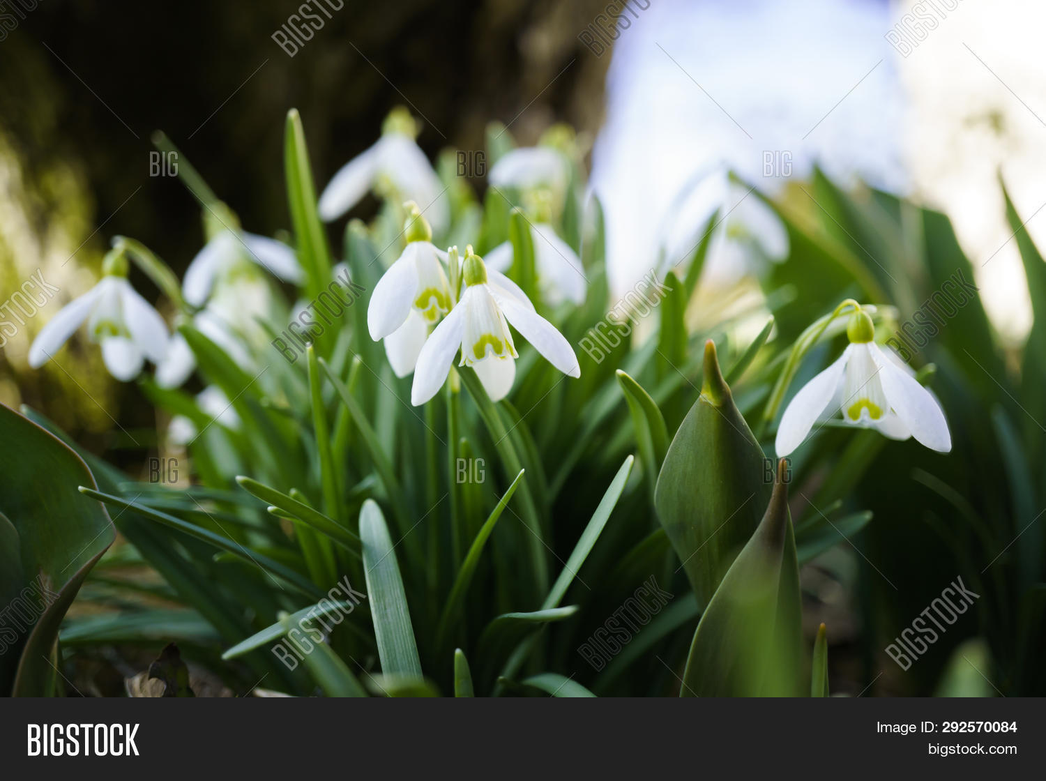 Snowflake Flowers Image & Photo (Free Trial) | Bigstock