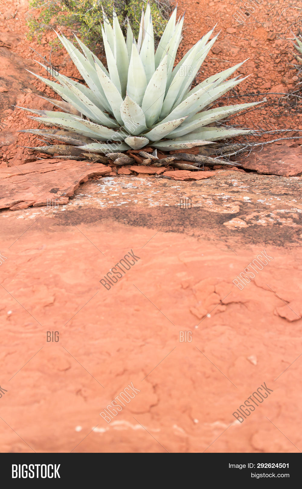 Imagen y foto Agave Plant Desert (prueba gratis) | Bigstock