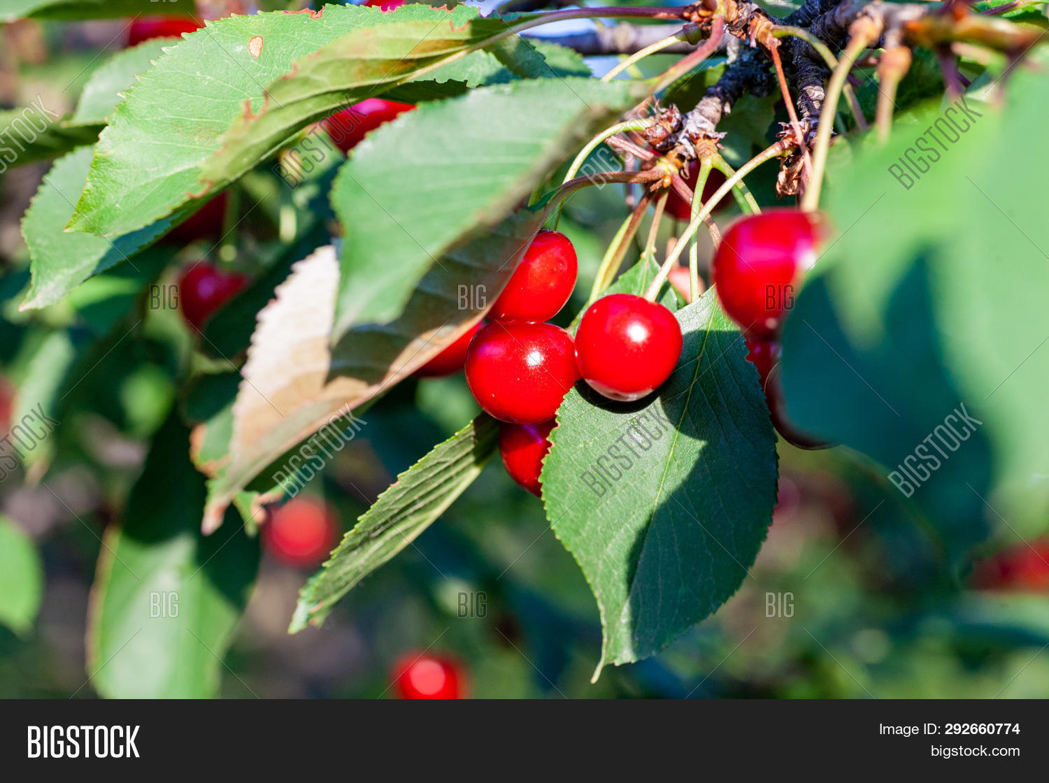 Ripe Cherry Fruit Image & Photo (Free Trial) | Bigstock
