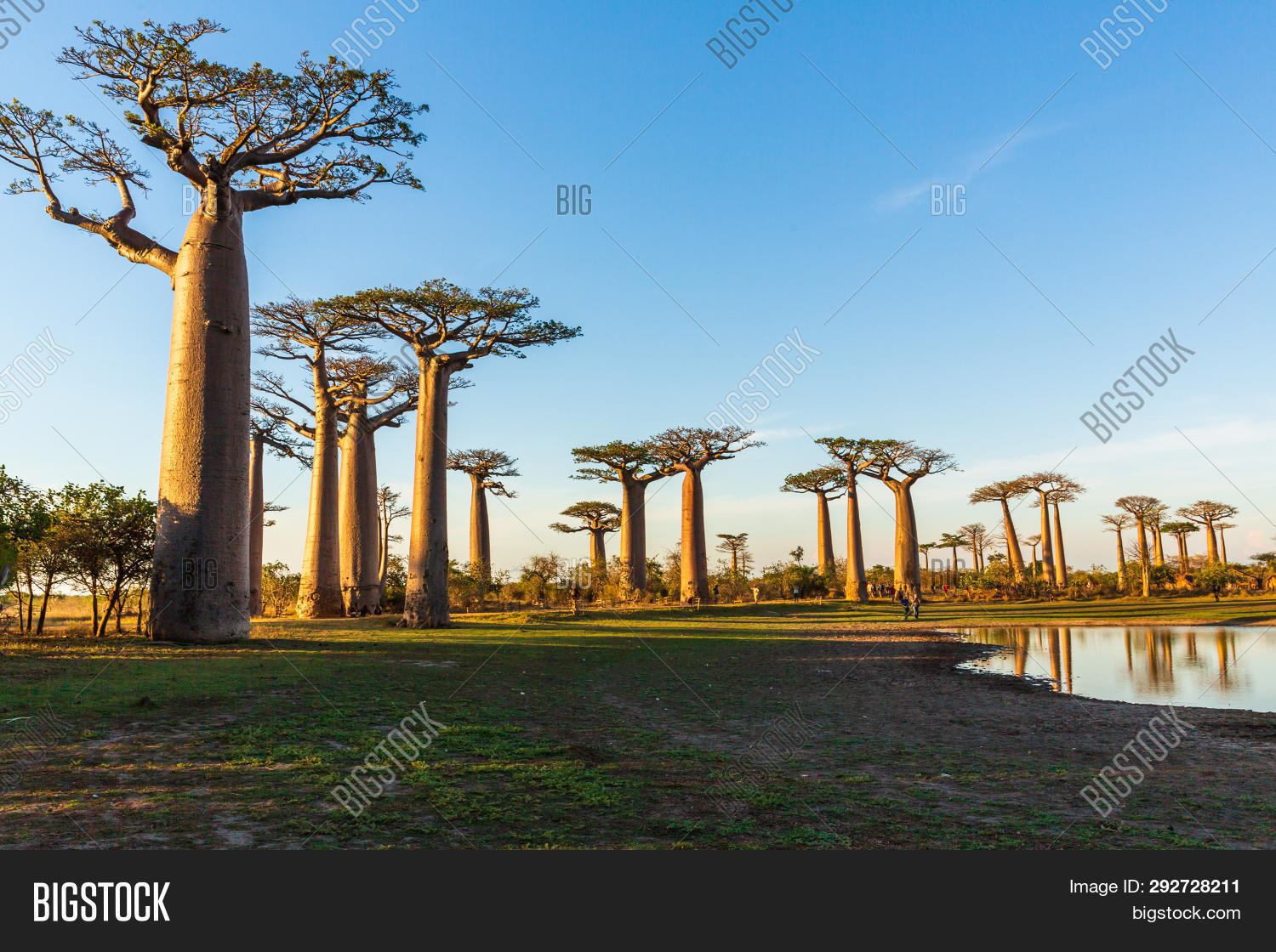 Beautiful Baobab Trees Image & Photo (Free Trial) | Bigstock