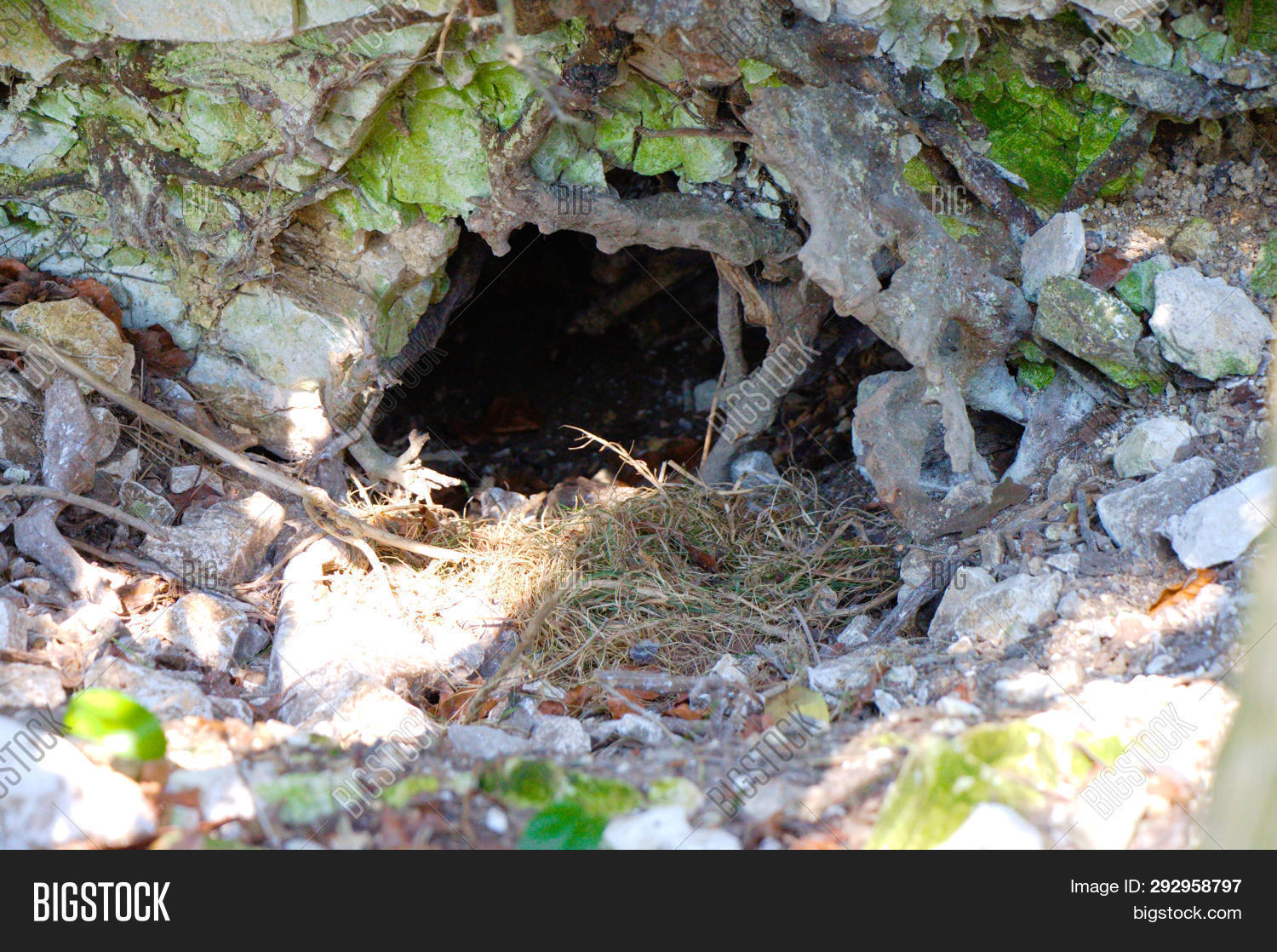 Badger's Den Nesting Image & Photo (Free Trial) | Bigstock