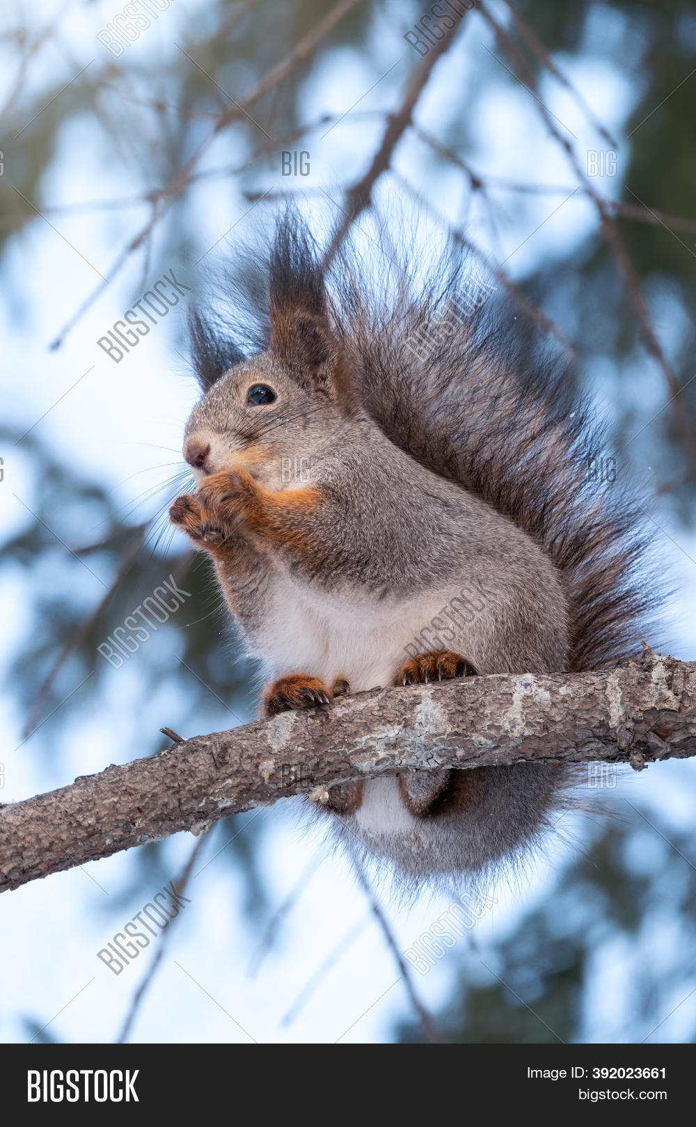 Squirrel Nut Sits On Image & Photo (Free Trial) | Bigstock
