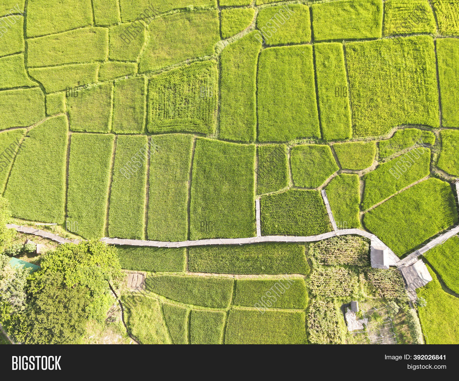 Rice Fields Being Image & Photo (Free Trial) | Bigstock
