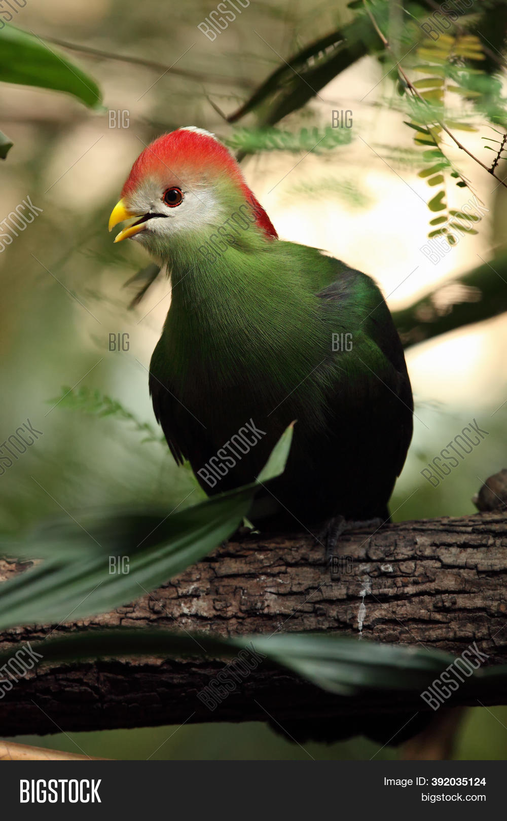 Red-crested Turaco ( Image & Photo (Free Trial) | Bigstock