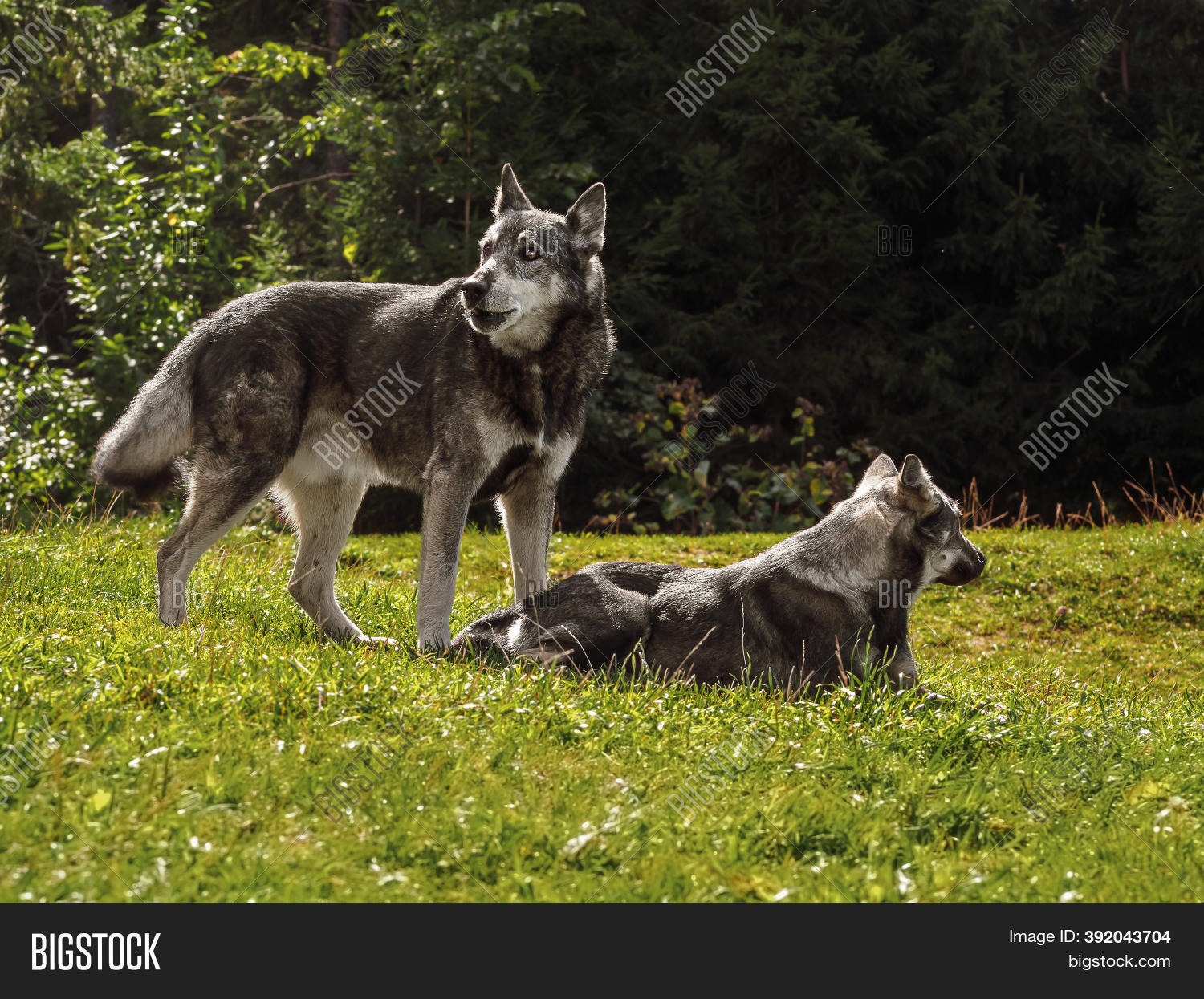 Pair Young Wolves Image & Photo (Free Trial) | Bigstock
