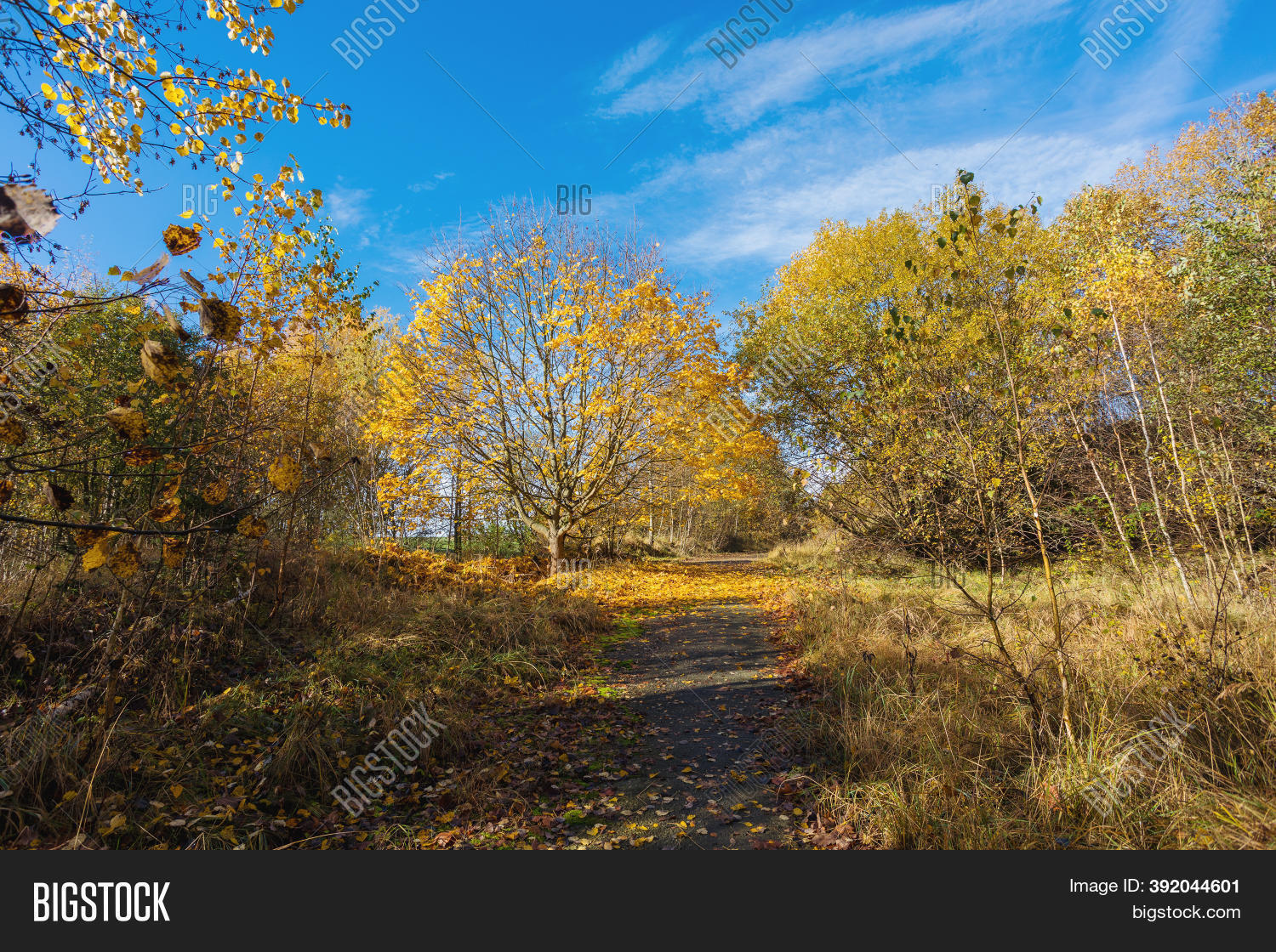 Romantic Fall Colored Image & Photo (Free Trial) | Bigstock
