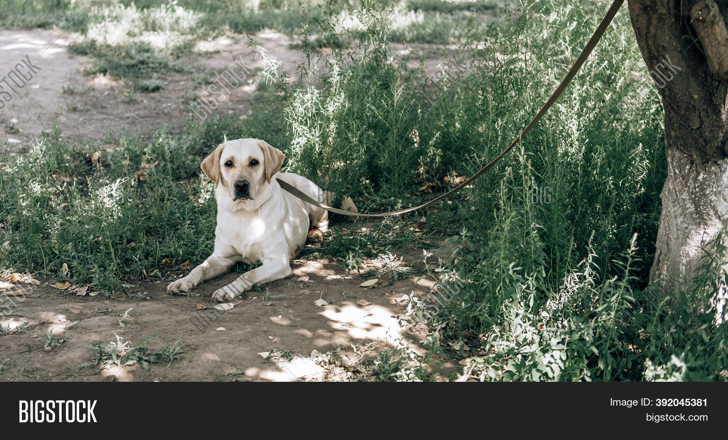 Light Colored Dog On Image & Photo (Free Trial) | Bigstock