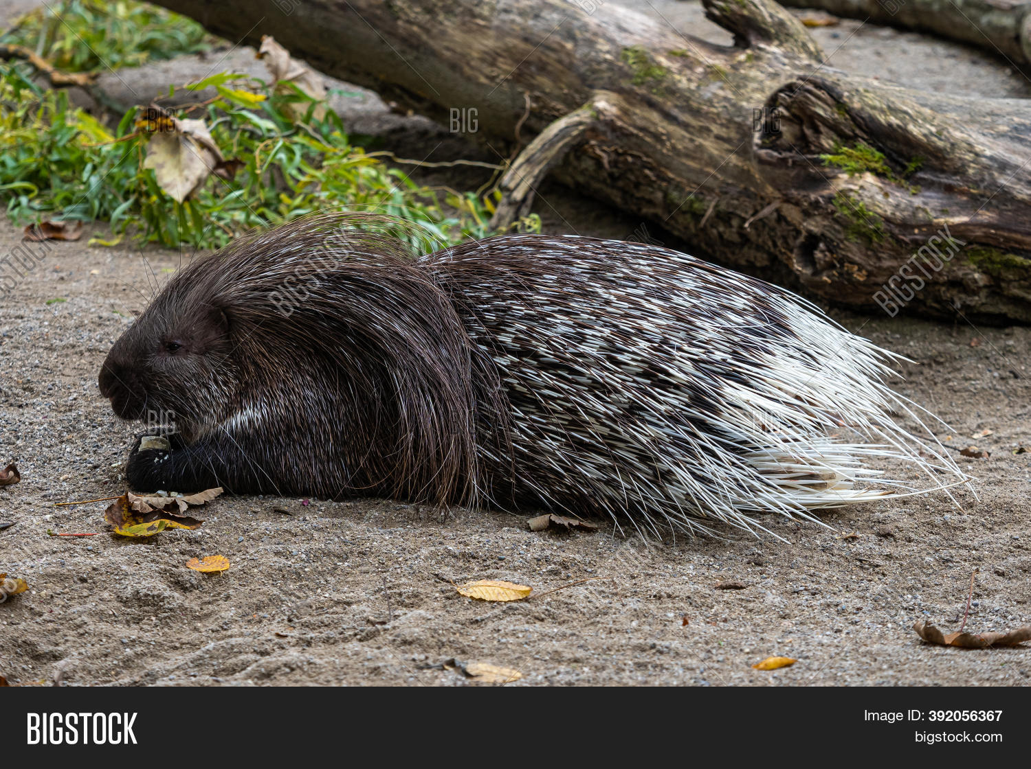 Indian Crested Image & Photo (Free Trial) | Bigstock