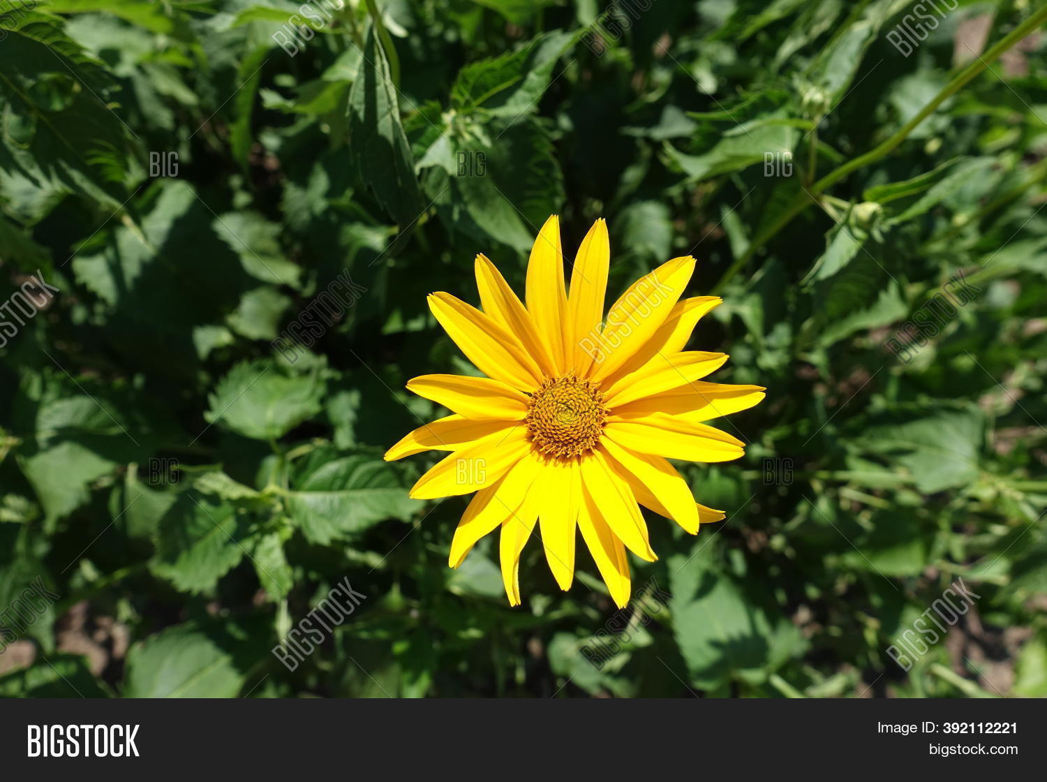 One Yellow Flower Image & Photo (Free Trial) | Bigstock