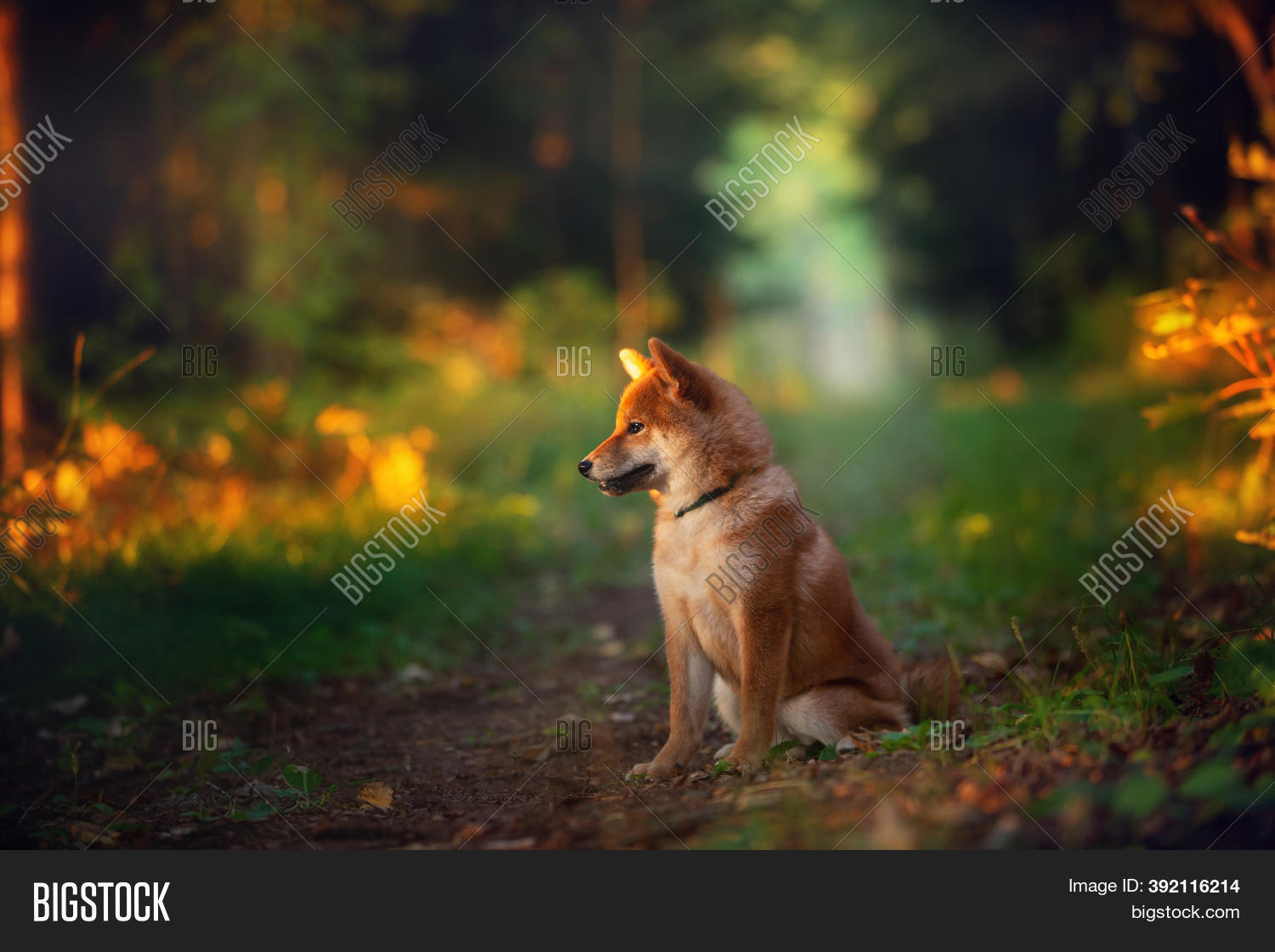 Beautiful Shiba Inu Image & Photo (Free Trial) | Bigstock