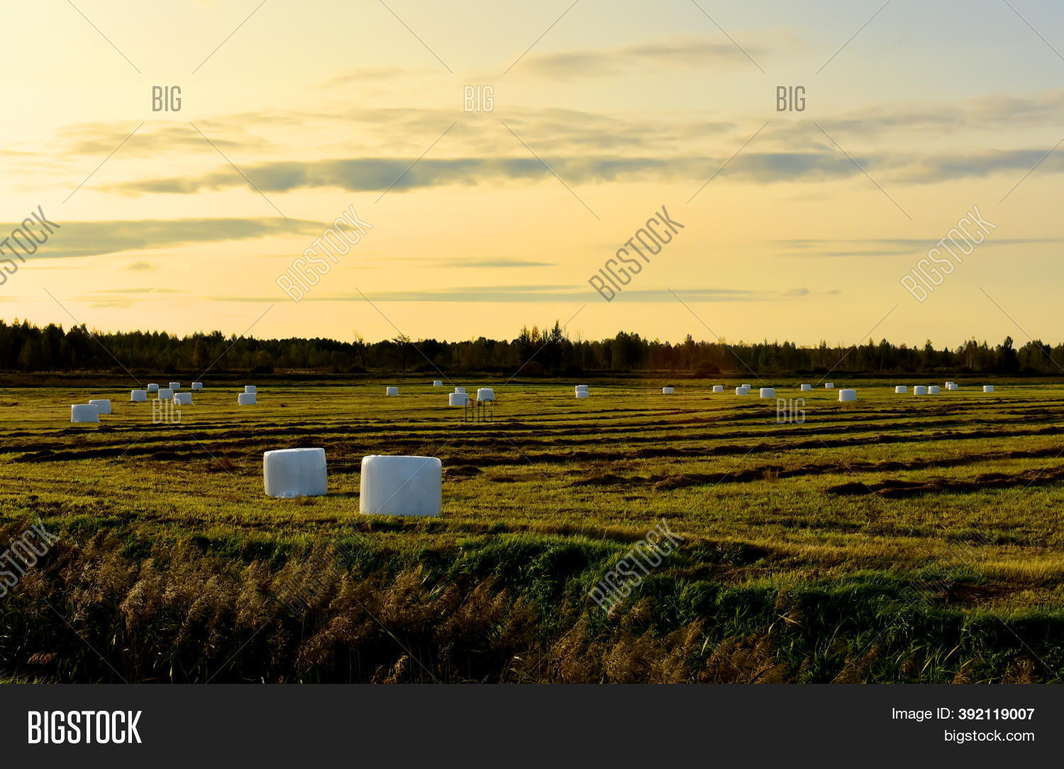 Hay Rolls White Image & Photo (Free Trial) | Bigstock