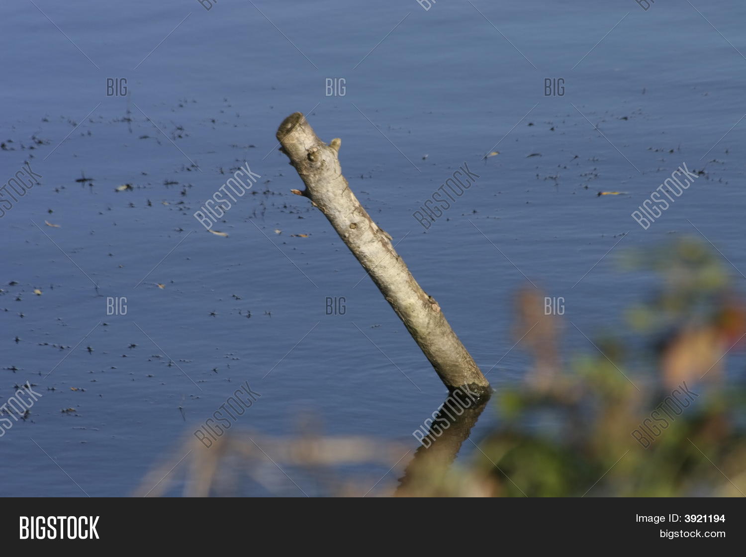 Old Log Water Image & Photo (Free Trial) | Bigstock