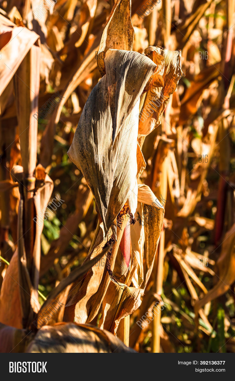 Ripe Dry Corn Stalks Image & Photo (Free Trial) | Bigstock