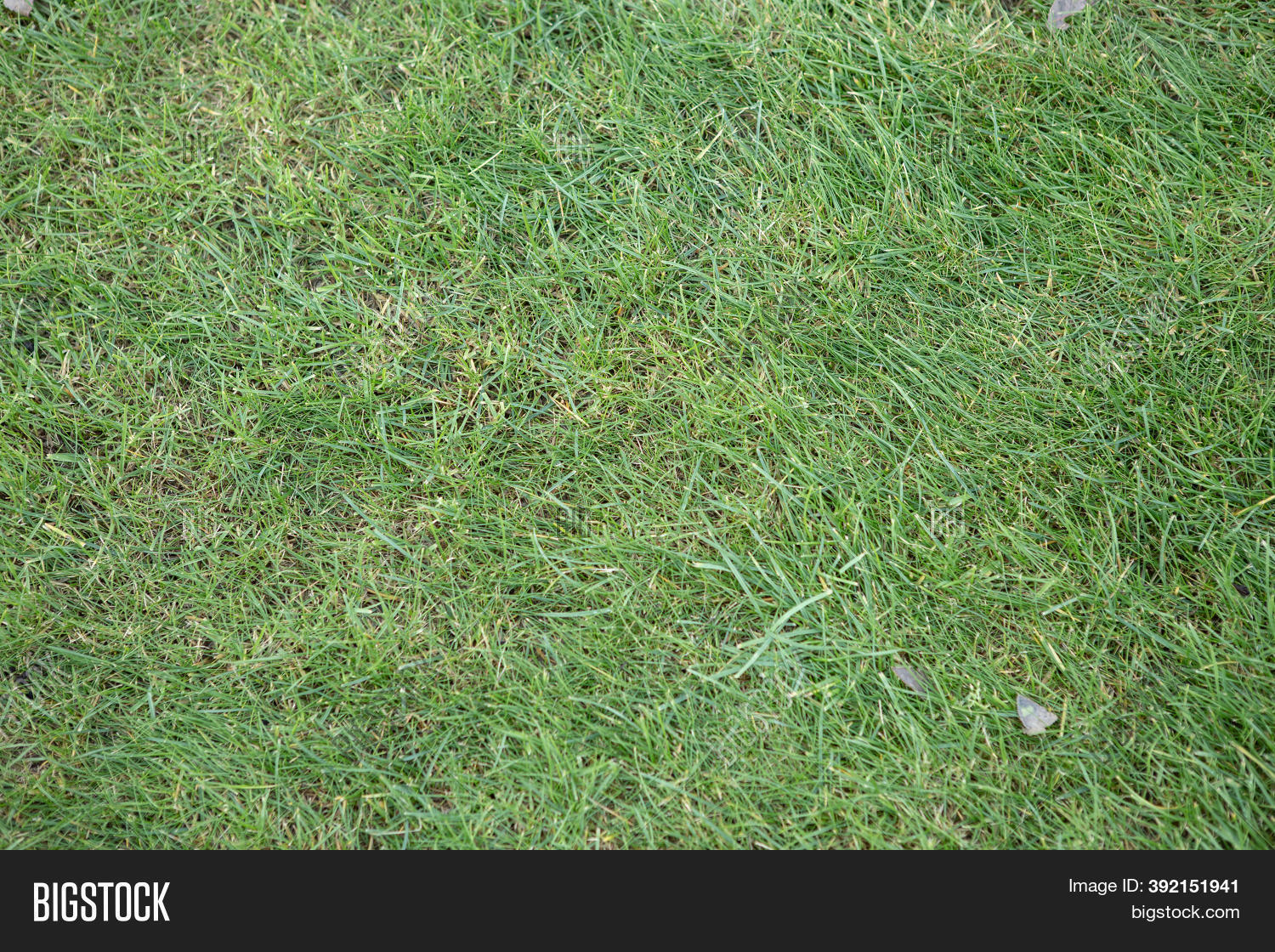 Grass Texture - Close Image & Photo (Free Trial) | Bigstock
