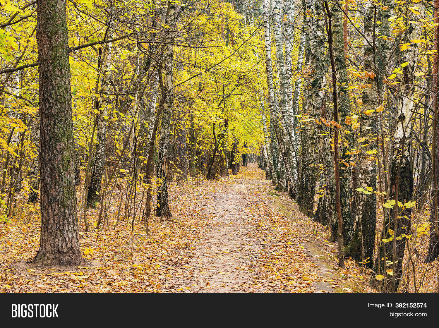View Autumn Birch Tree Image & Photo (Free Trial) | Bigstock