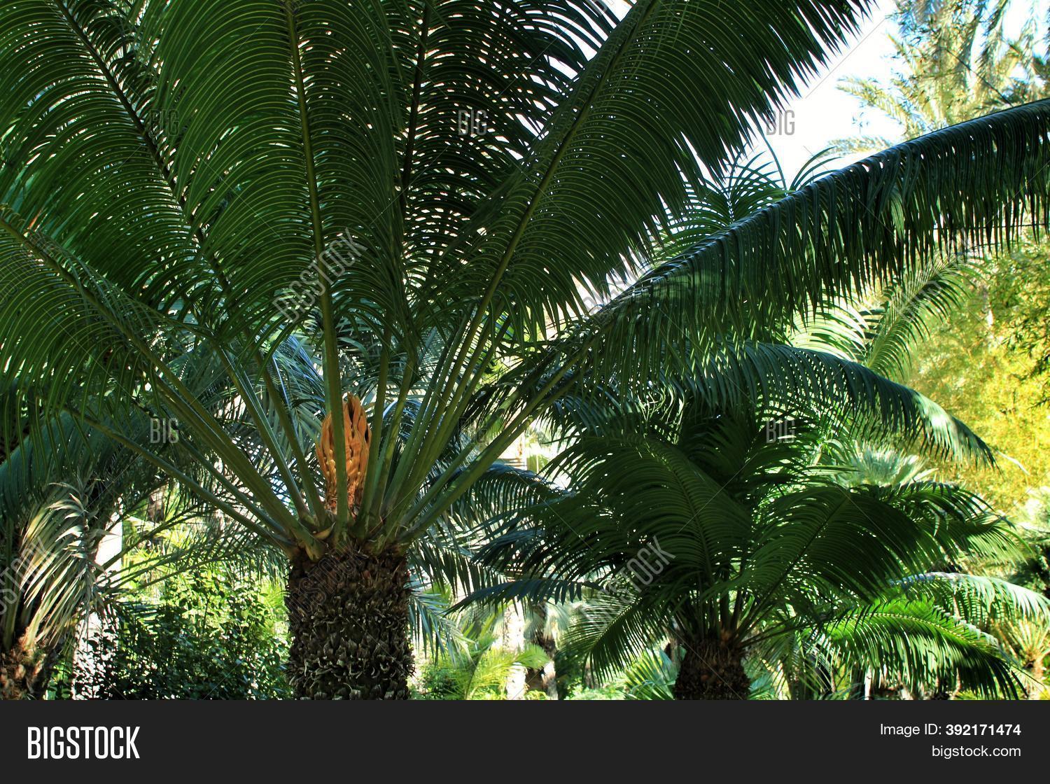 Cycas Circinalis Plant Image & Photo (Free Trial) | Bigstock
