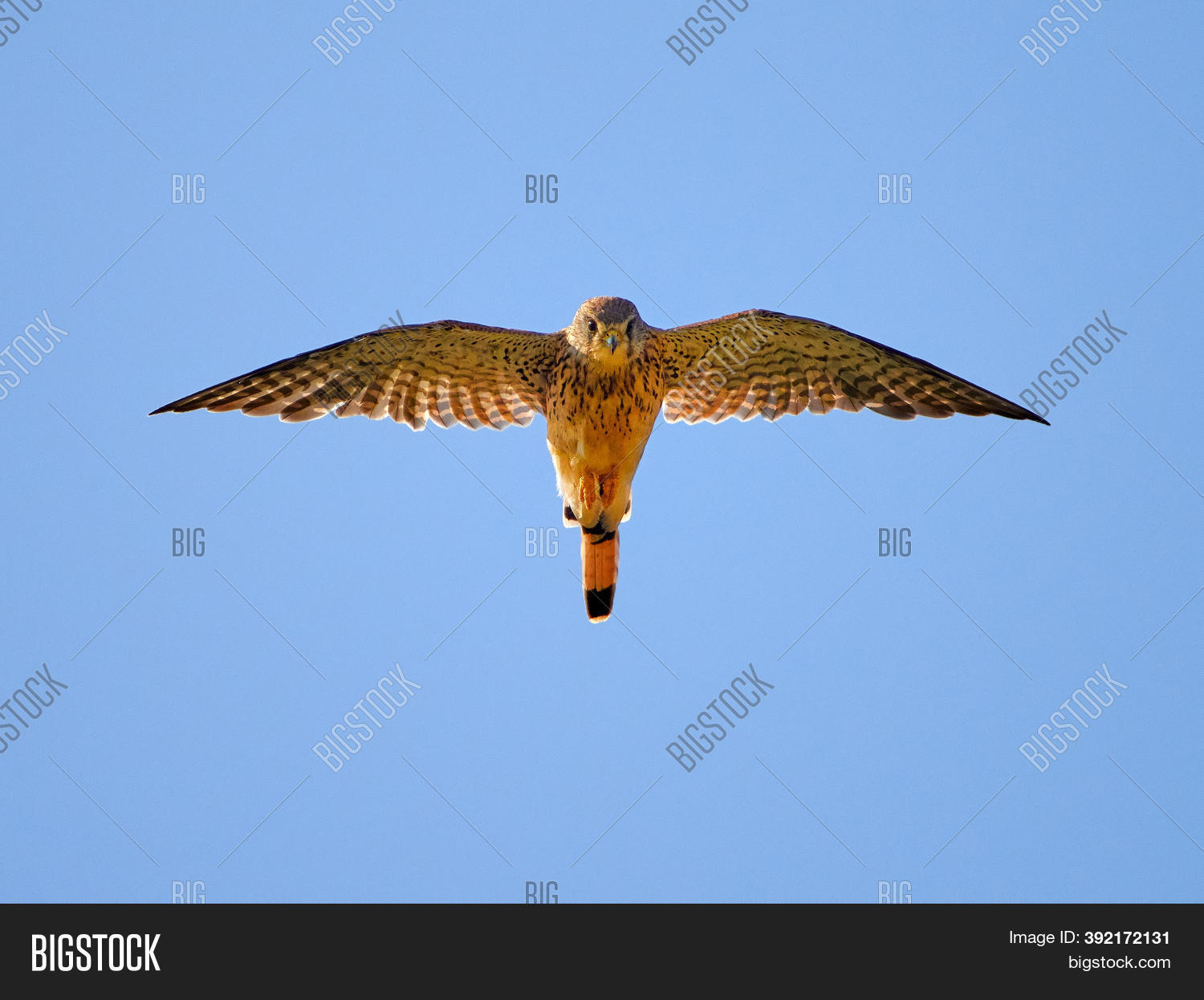 Falcon Flying Natural Image & Photo (Free Trial) | Bigstock