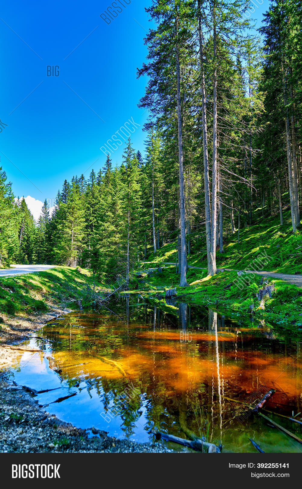 Small River Forest Image & Photo (Free Trial) | Bigstock