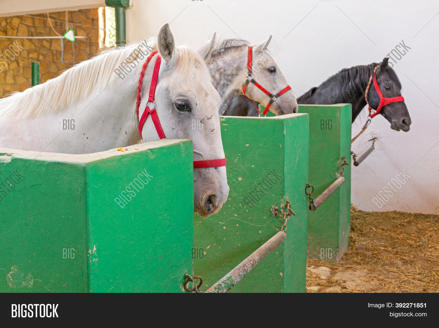 Horses Stable Animal Image & Photo (Free Trial) | Bigstock