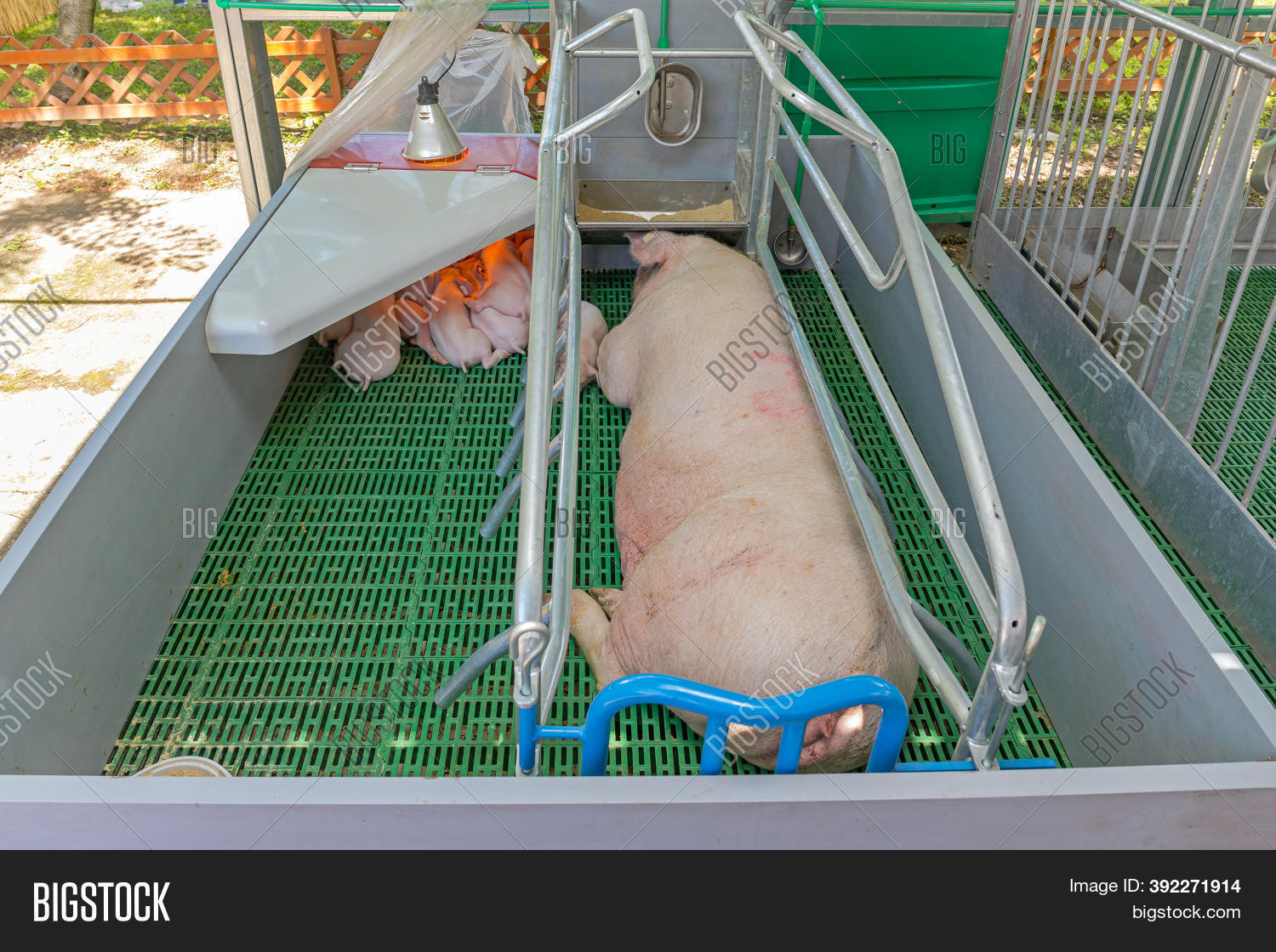 Big Sow Piggles Image & Photo (Free Trial) | Bigstock