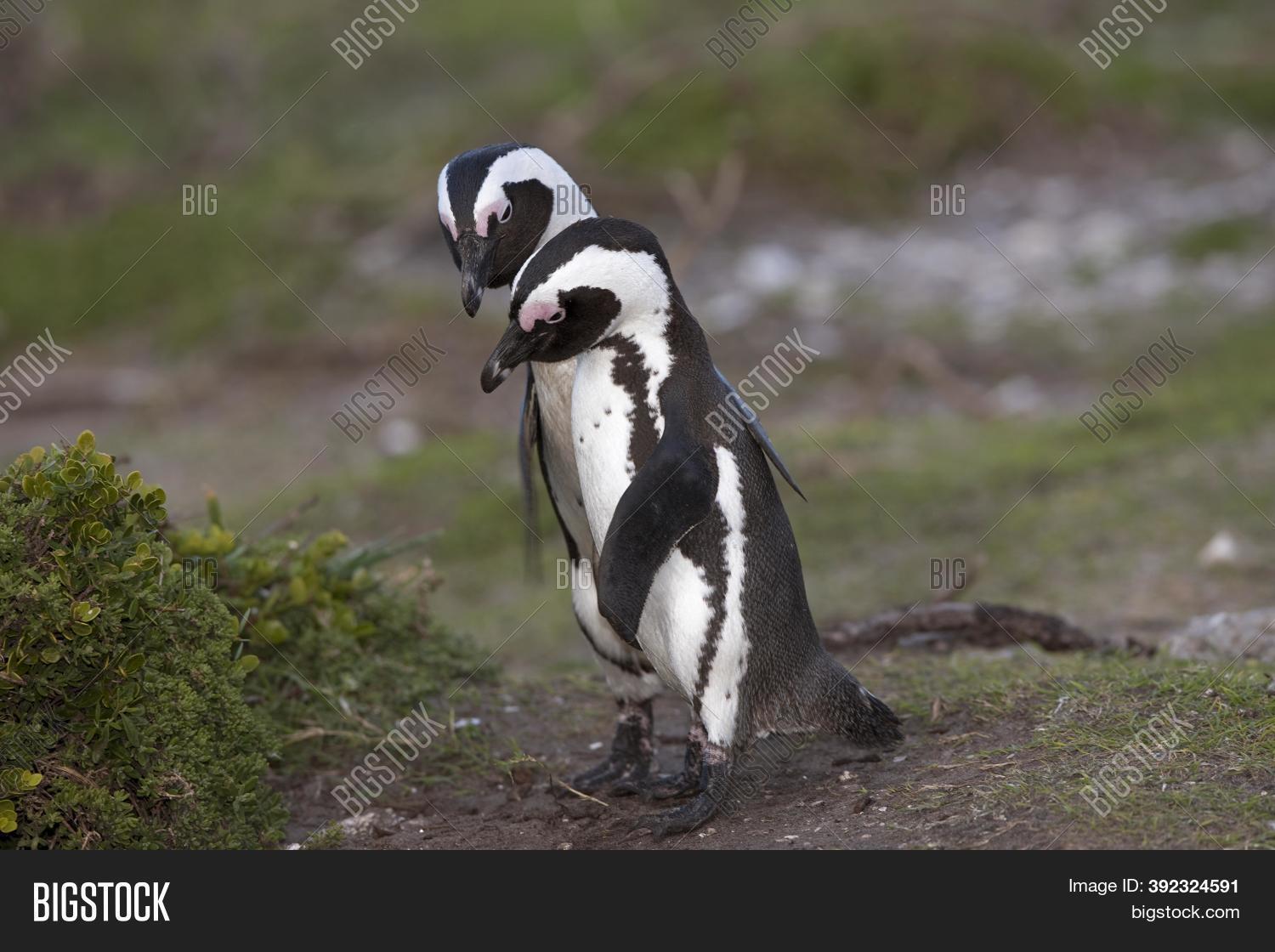 Jackass Penguin Image & Photo (Free Trial) | Bigstock