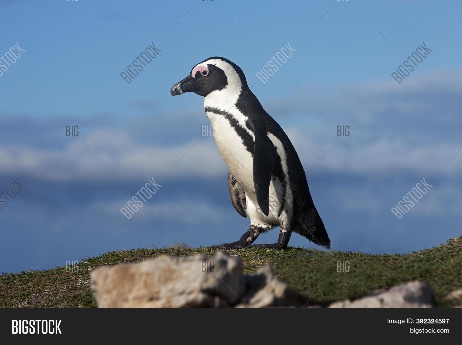 Jackass Penguin Image & Photo (Free Trial) | Bigstock