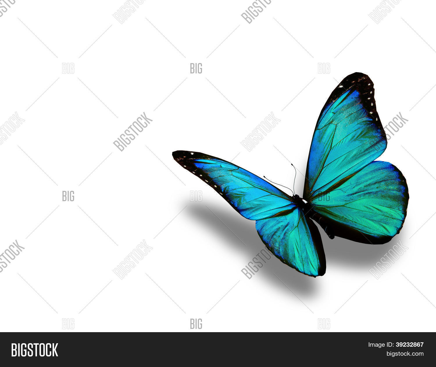 Turquoise Butterfly, Image & Photo (Free Trial) | Bigstock