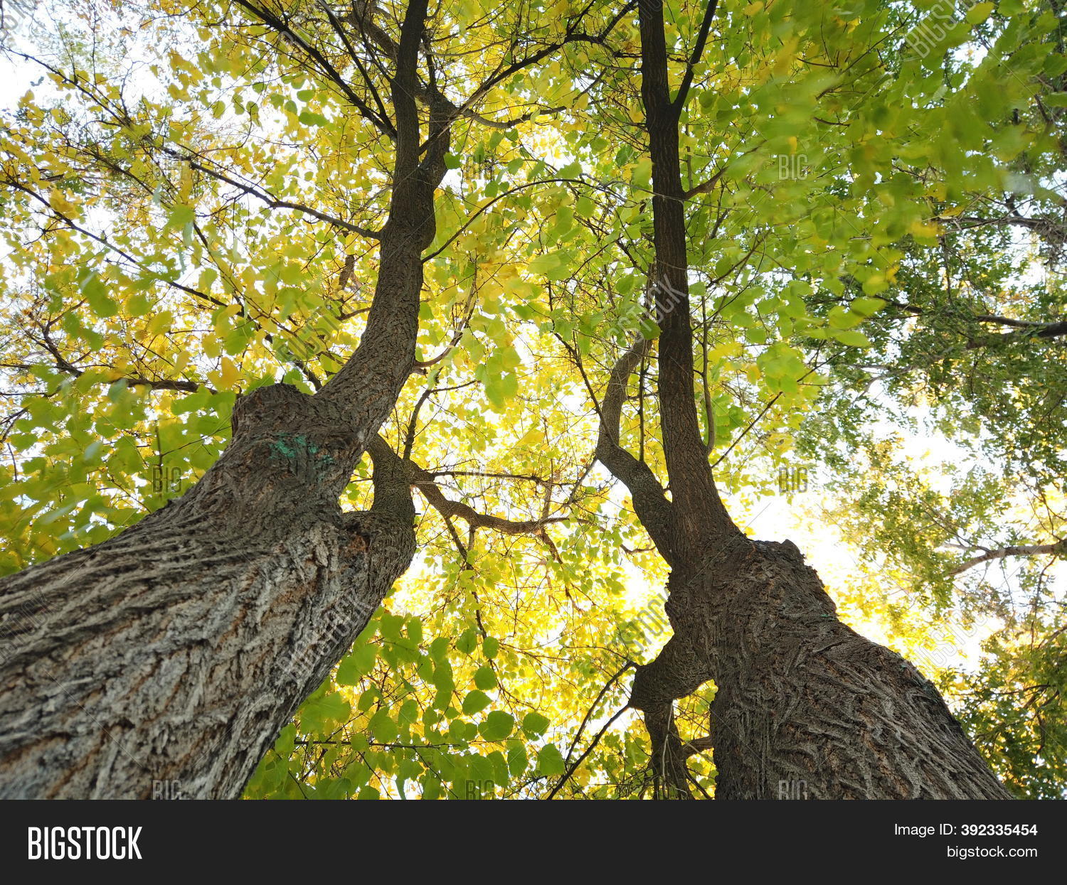 Two Trees Near Each Image & Photo (Free Trial) | Bigstock