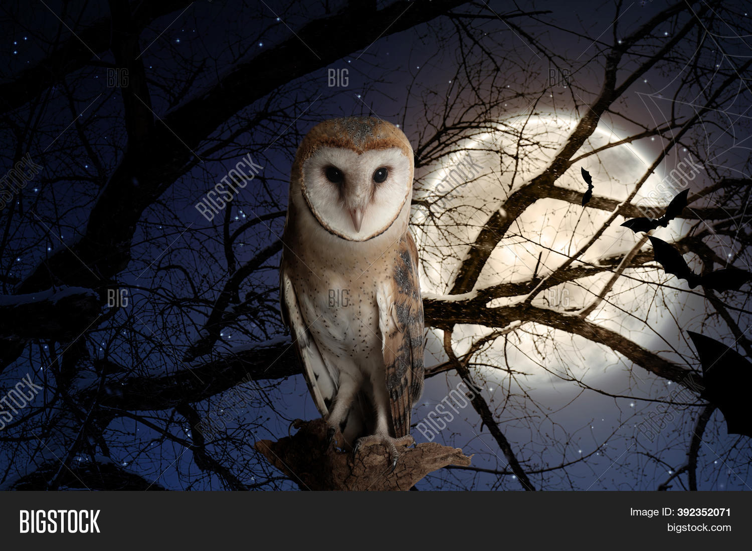 Owl On Tree Forest Image & Photo (Free Trial) | Bigstock