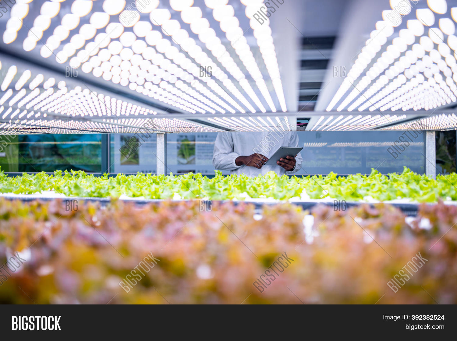Organic Hydroponic Image & Photo (Free Trial) | Bigstock