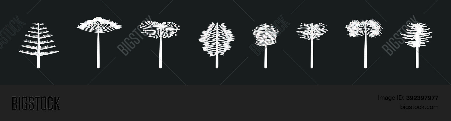 Set Araucaria Tree Vector & Photo (Free Trial) | Bigstock