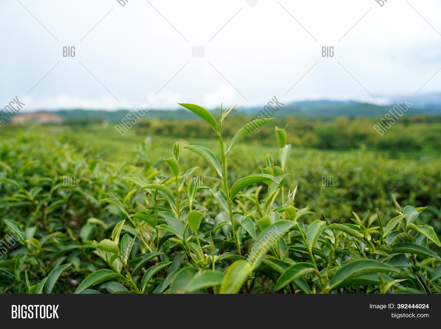 Young Shoots Tea Image & Photo (Free Trial) | Bigstock