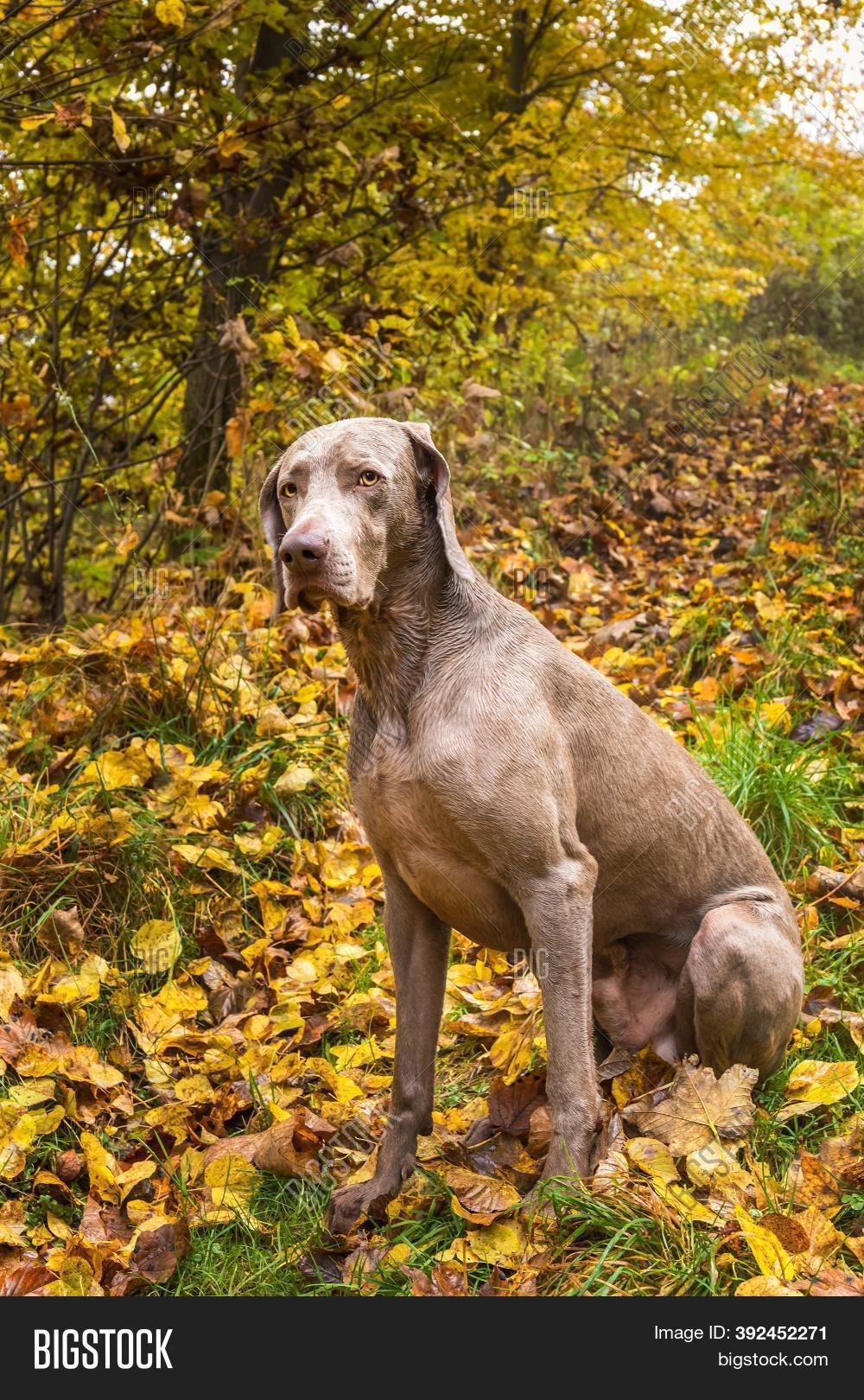 Wet Weimaraner Autumn Image & Photo (Free Trial) | Bigstock