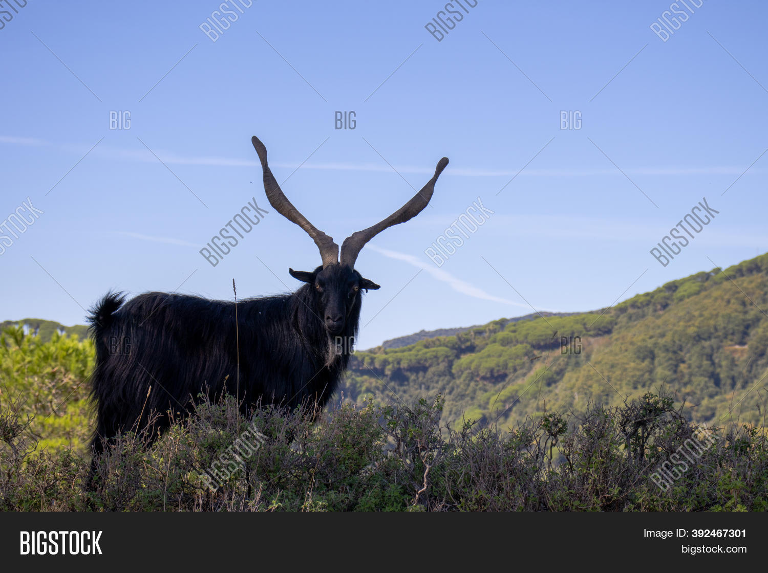 Black Billy Goat Giant Image & Photo (Free Trial) | Bigstock