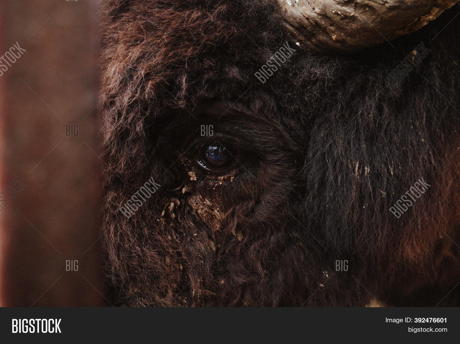 Eye Bison Close. Eyes Image & Photo (Free Trial) | Bigstock