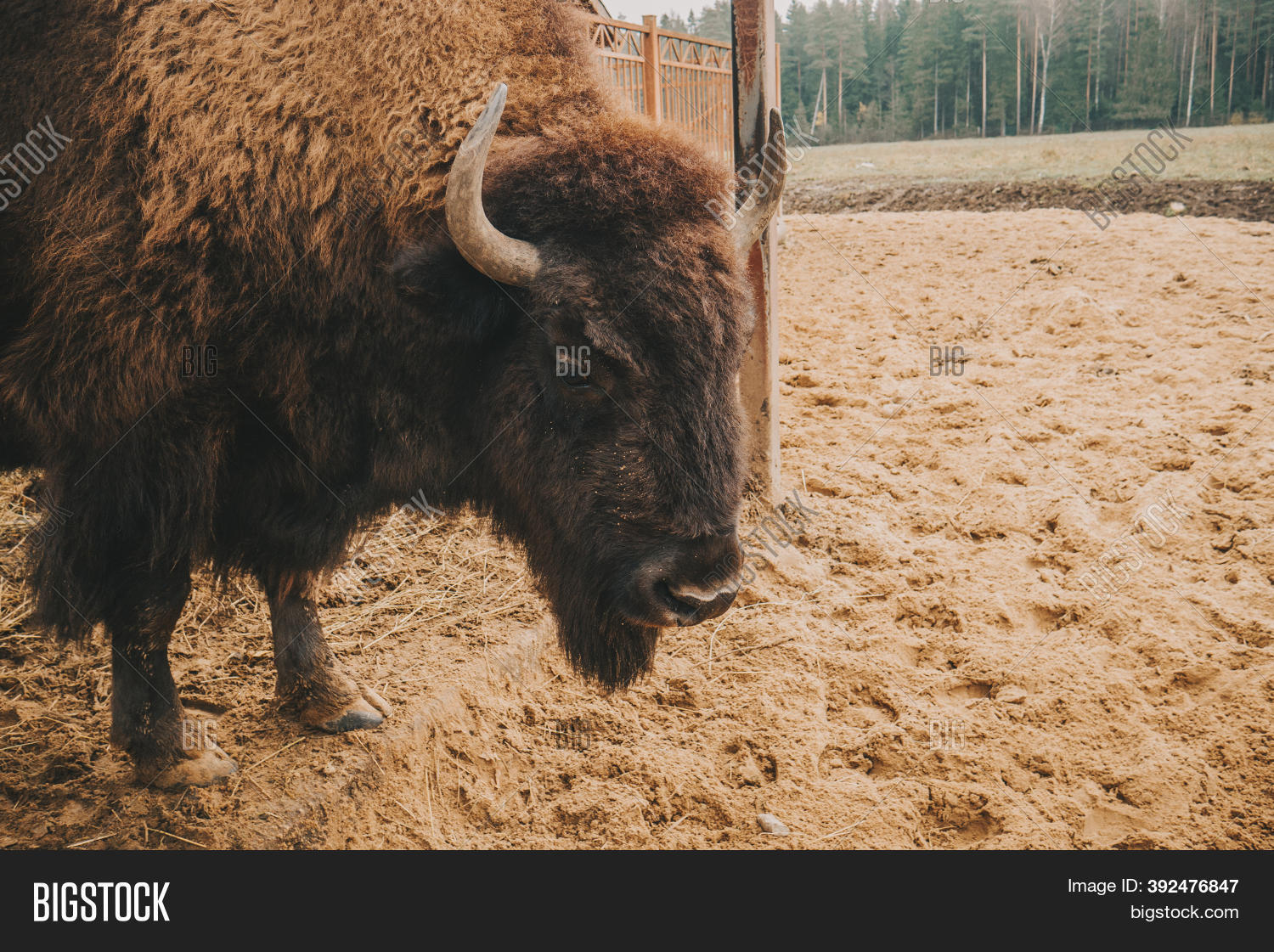 Head Bison Close Range Image & Photo (Free Trial) | Bigstock