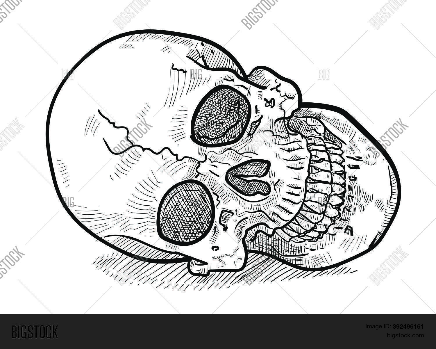 Drawing Human Skull Vector & Photo (Free Trial) | Bigstock