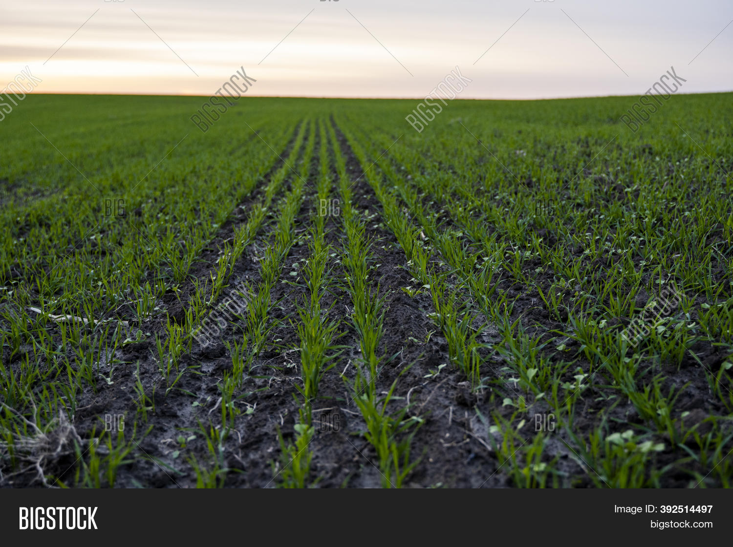 Landscape Young Wheat Image & Photo (Free Trial) | Bigstock