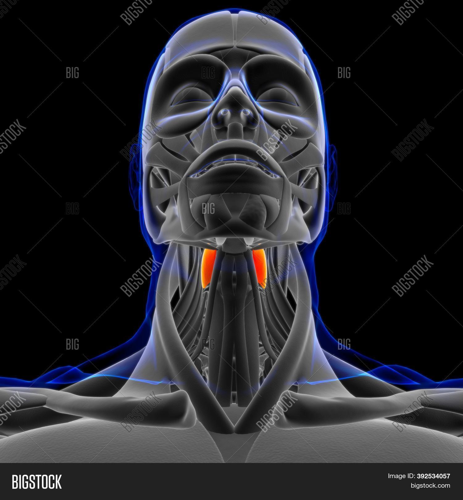 Thyrohyoid 图片和照片（免费试用） | Bigstock
