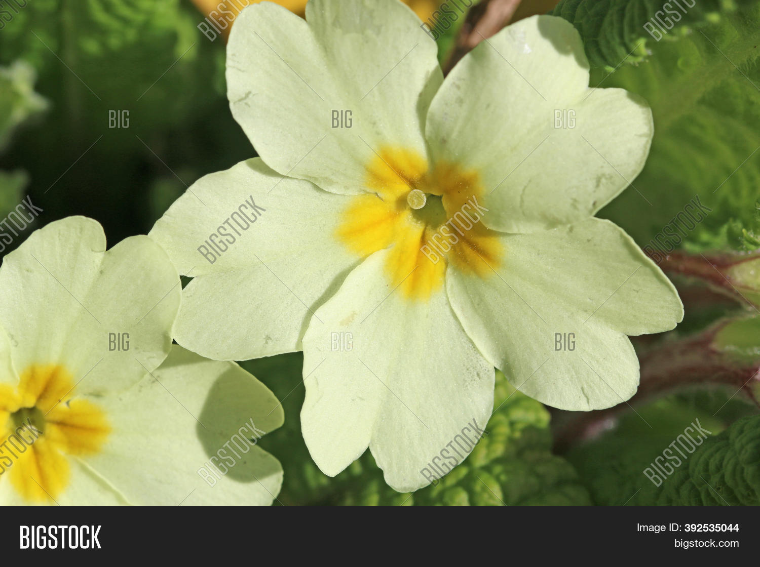 Primroses Flowering Image & Photo (Free Trial) | Bigstock
