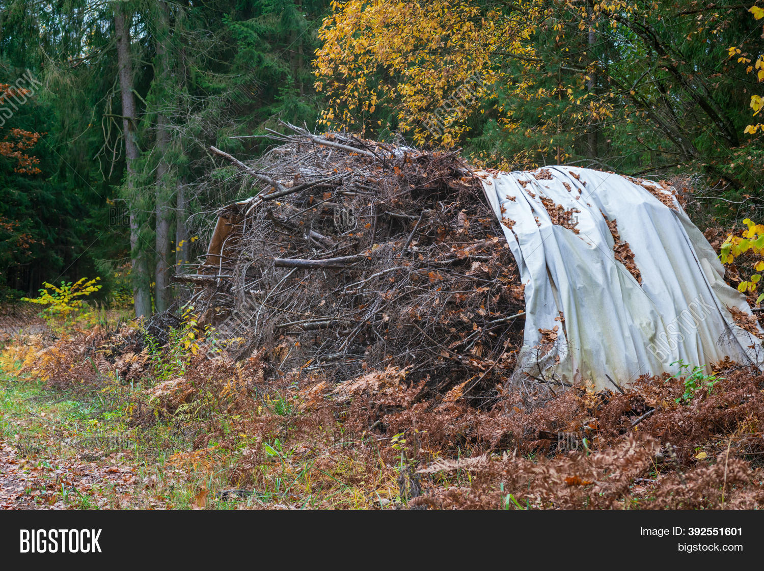 Dried Tree Branches Image & Photo (Free Trial) | Bigstock