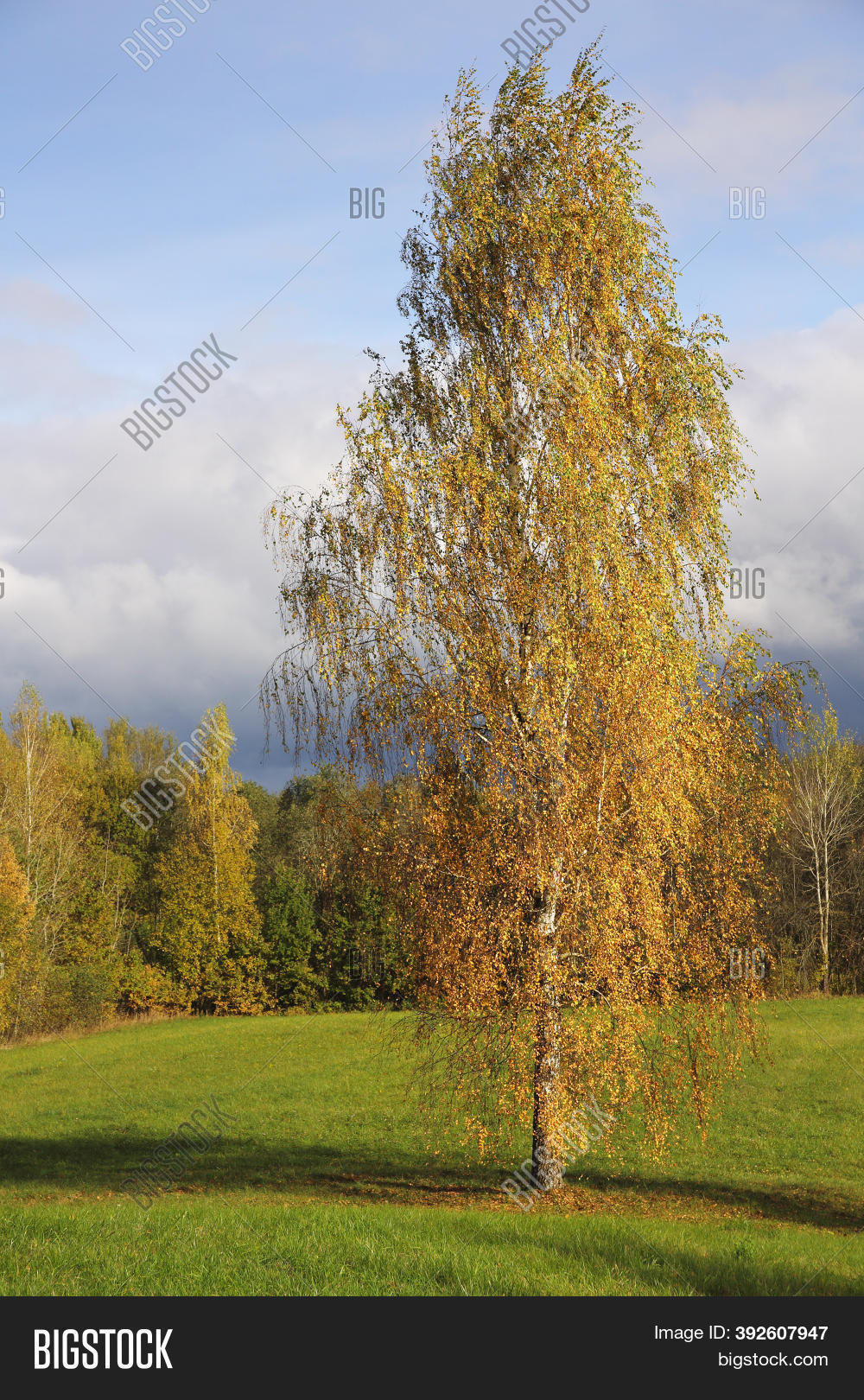 Lonely Birch Tree Image & Photo (Free Trial) | Bigstock