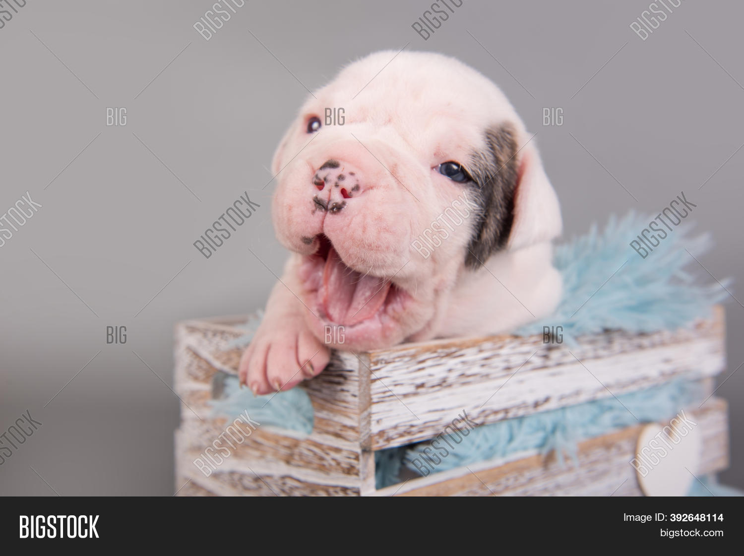 American Bulldog Puppy Image & Photo (Free Trial) | Bigstock