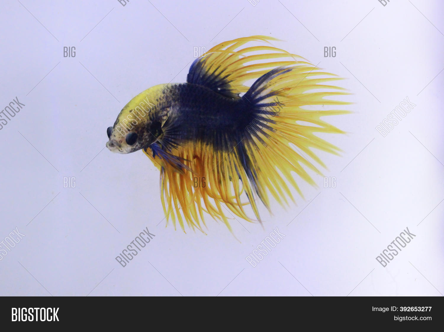 Blue Crowntail Betta Image & Photo (Free Trial) | Bigstock
