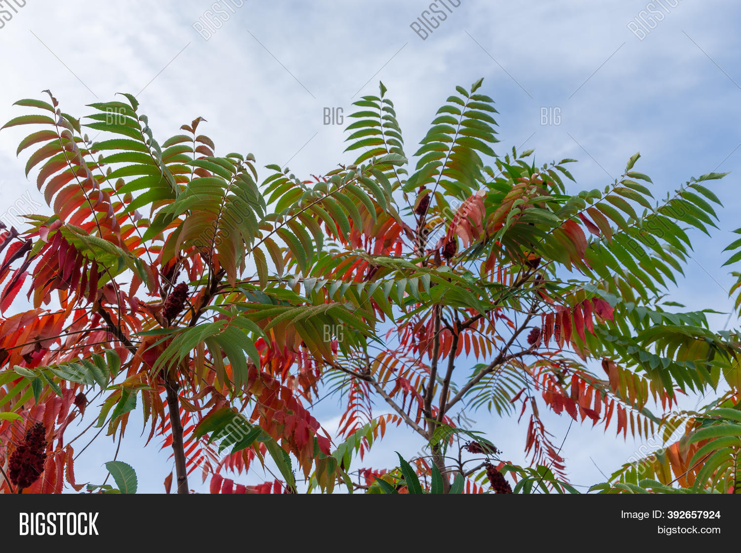 Branches Rhus Typhina Image & Photo (Free Trial) | Bigstock
