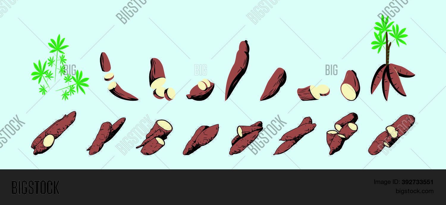 Set Cassava Cartoon Vector & Photo (Free Trial) | Bigstock