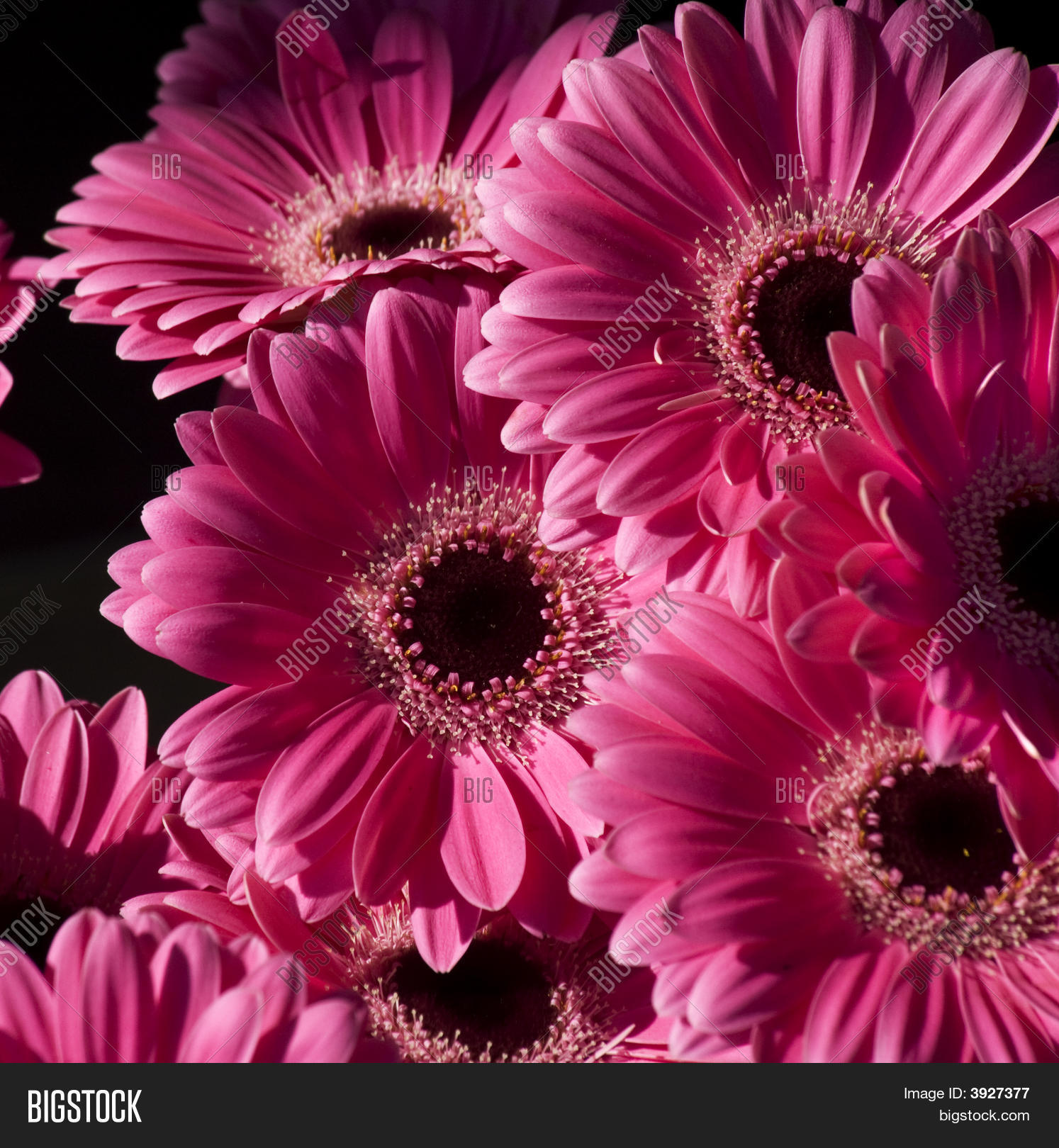 Bright Pink Gerbera Image & Photo (Free Trial) | Bigstock