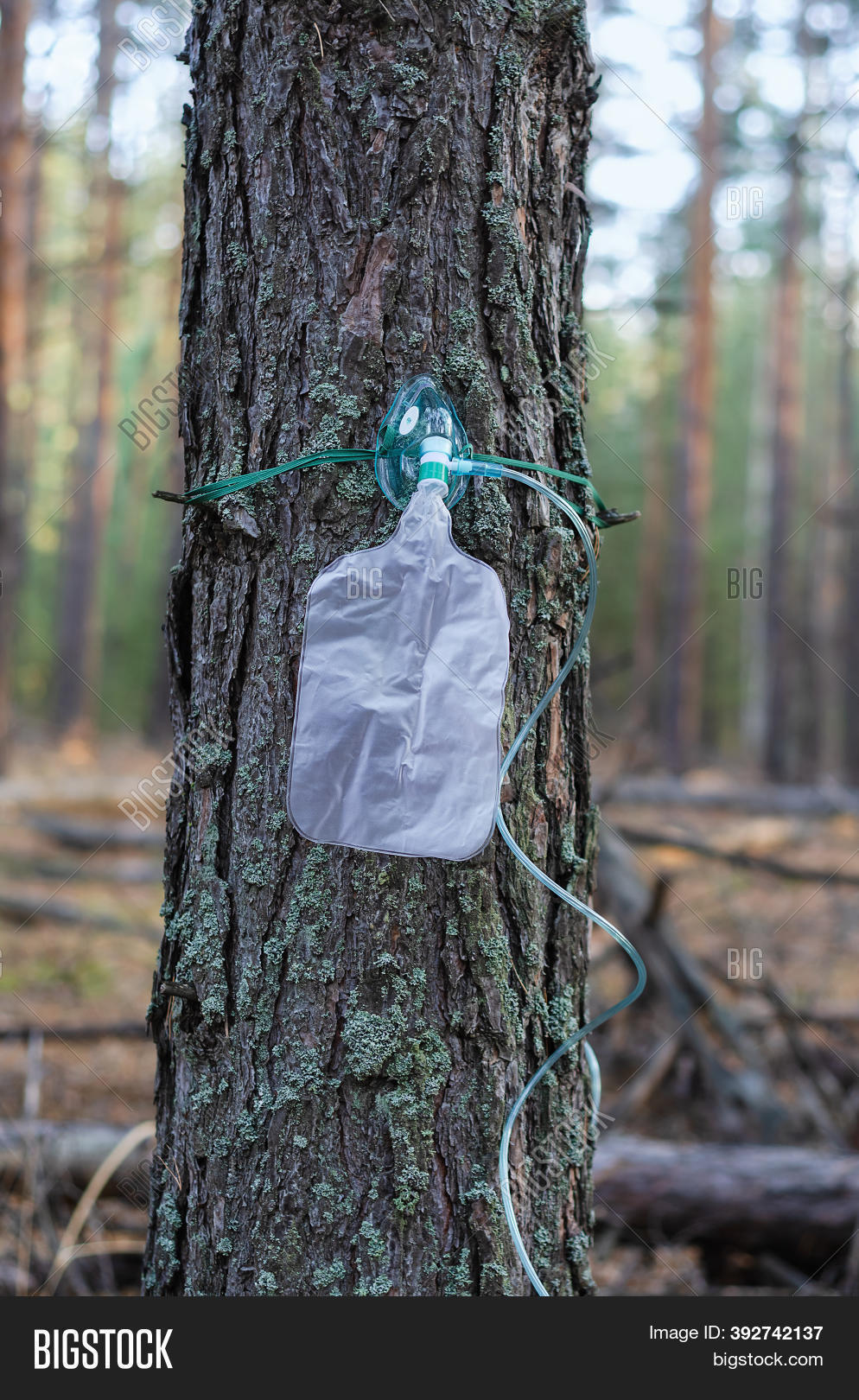 Tree Forest Oxygen Image & Photo (Free Trial) | Bigstock