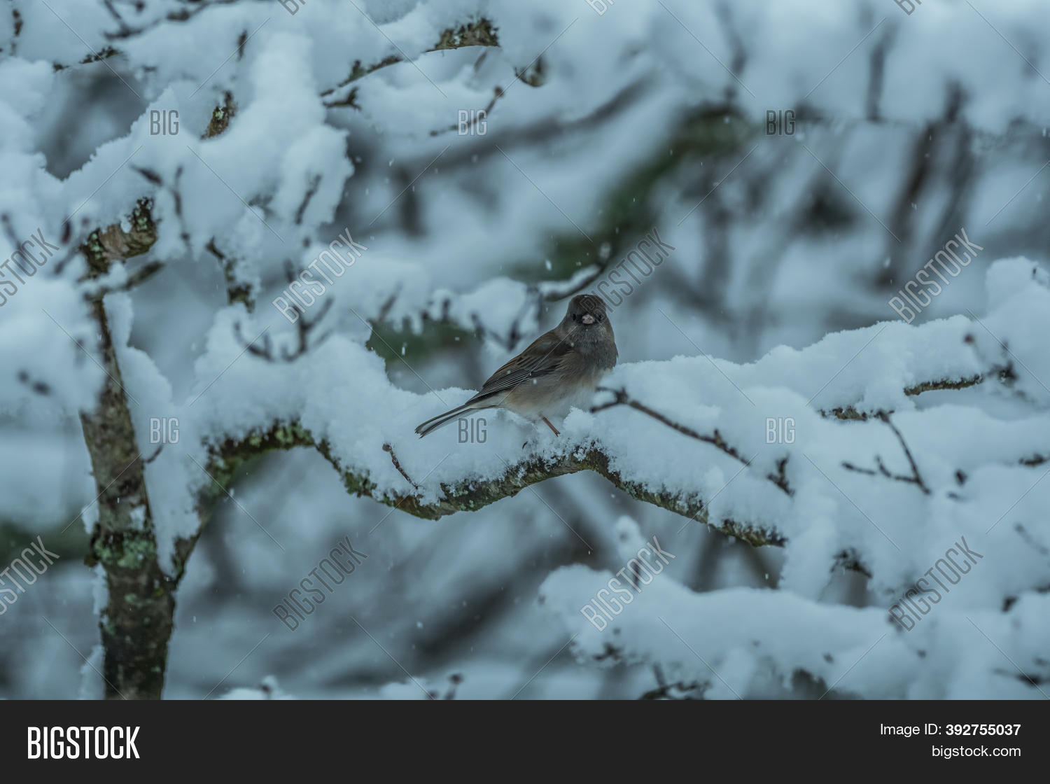 Looking Through Window Image & Photo (Free Trial) | Bigstock